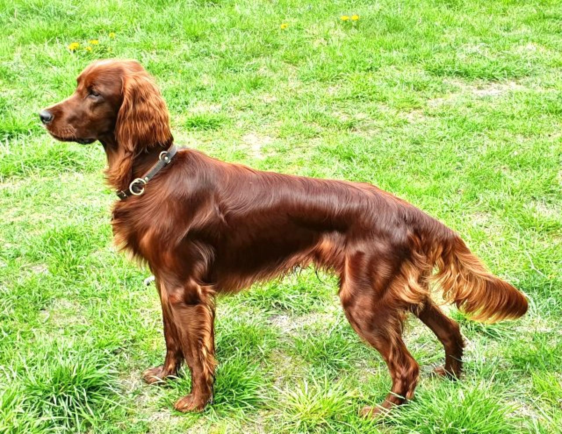 Erko - Irisch Red Setter vom Gebirgsjägerhof
