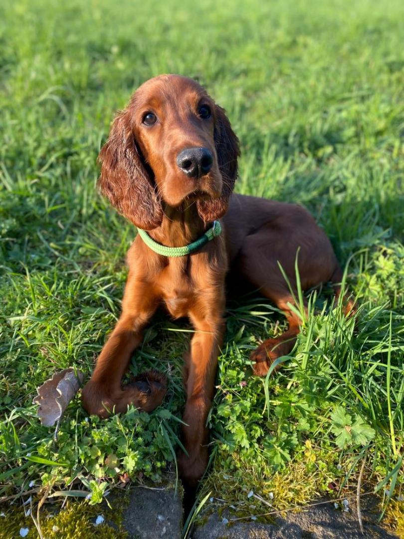 Ginger - Irisch Red Setter vom Gebirgsjägerhof