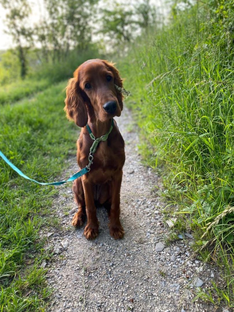 Ginger - Irisch Red Setter vom Gebirgsjägerhof