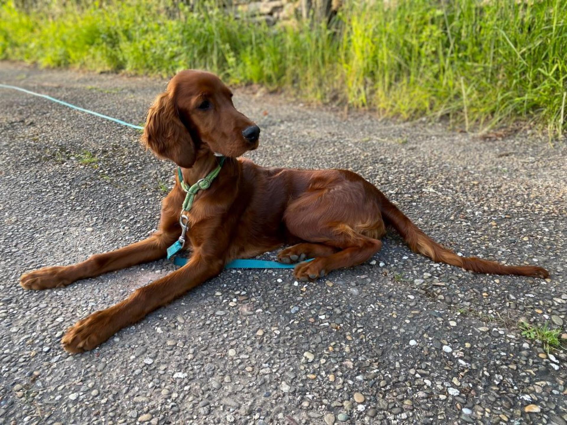 Ginger - Irisch Red Setter vom Gebirgsjägerhof