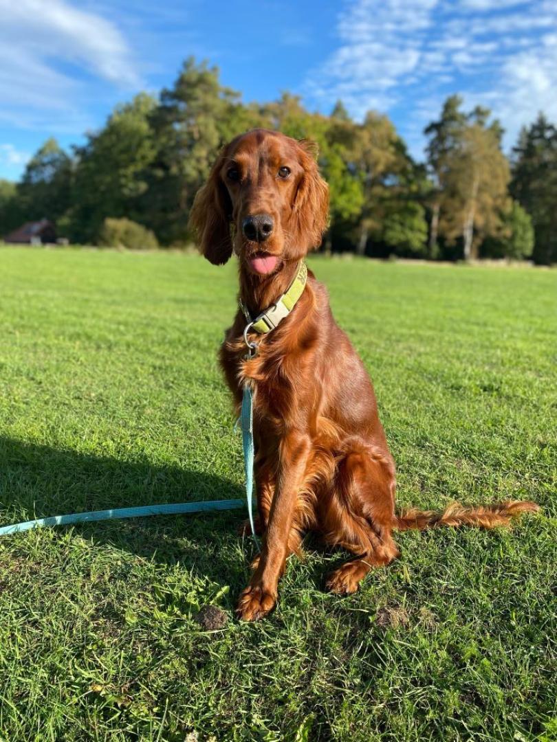 Ginger - Irisch Red Setter vom Gebirgsjägerhof