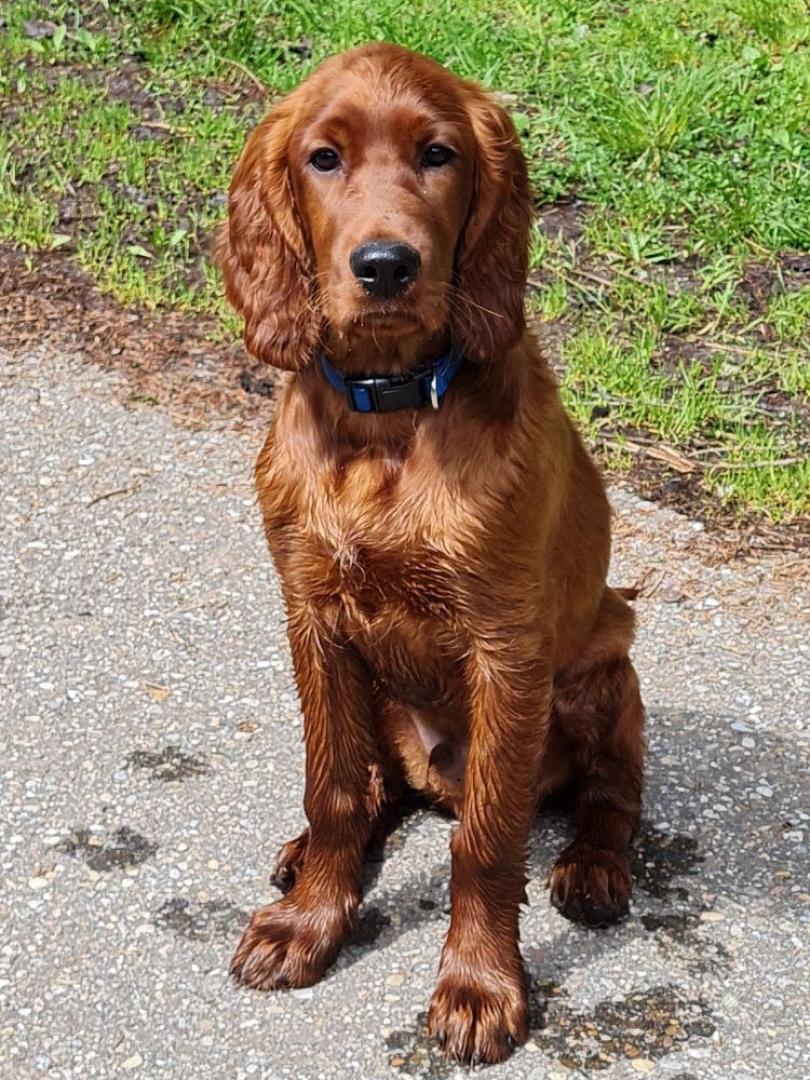 Hunter´s Finlay - Irisch Red Setter vom Gebirgsjägerhof