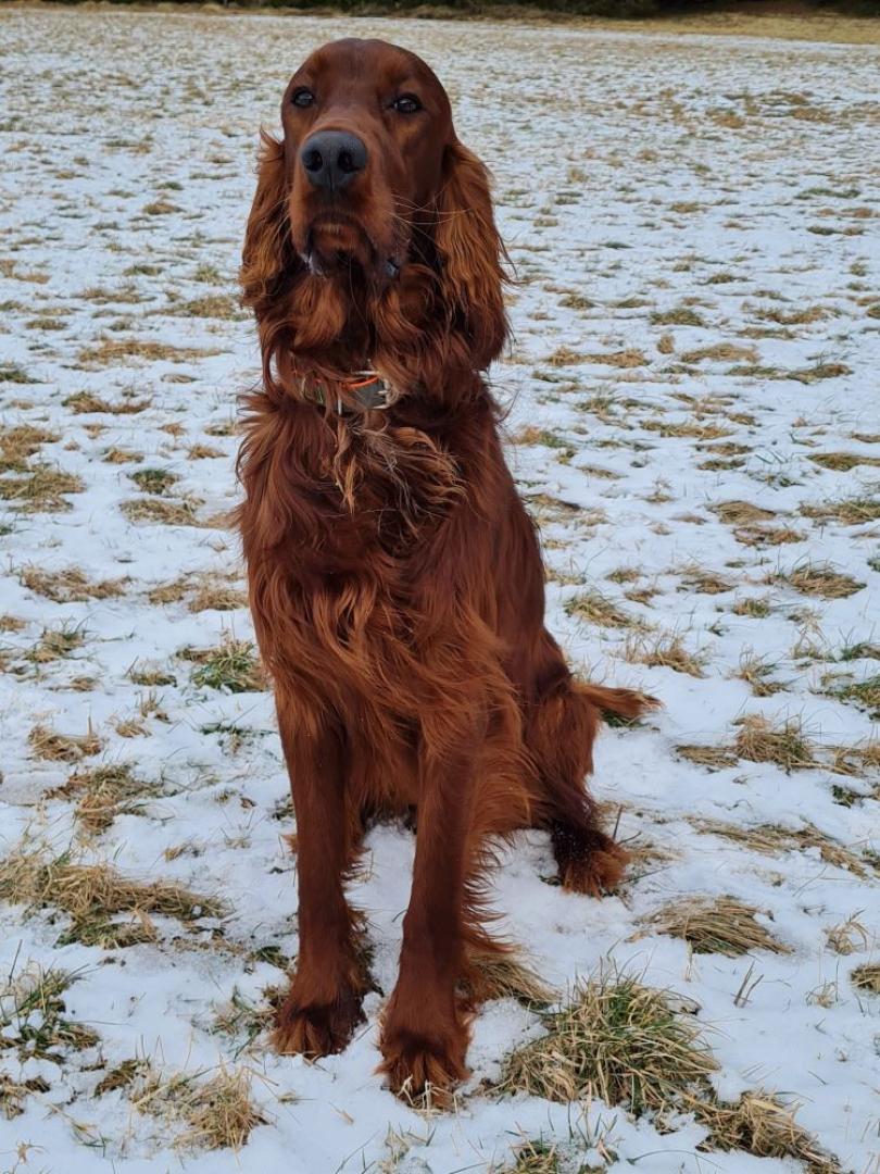 Hunter´s Finlay - Irisch Red Setter vom Gebirgsjägerhof